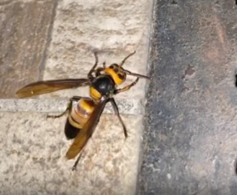 Southern Giant Hornet from Lantau Island, Mui Wo, New Territories, HK ...