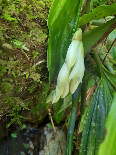 Genus Neogyna · iNaturalist
