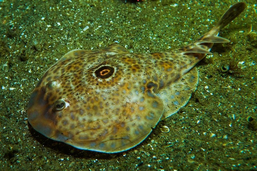 raya eléctrica diana (bahia de los angeles por SNIB) · iNaturalist Mexico
