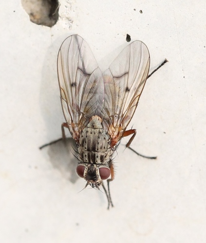 Subfamily Phaoniinae · iNaturalist