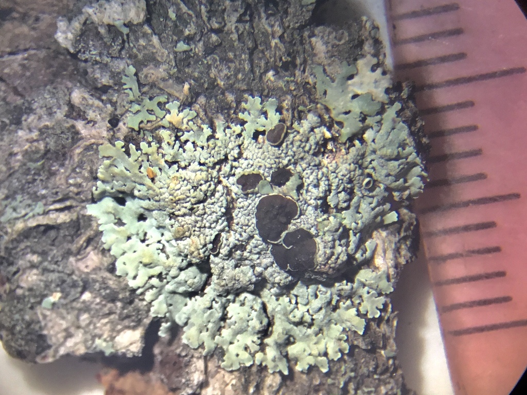 Lesser Gray Legs (Lichens of the U.S.A pt. 1) · iNaturalist