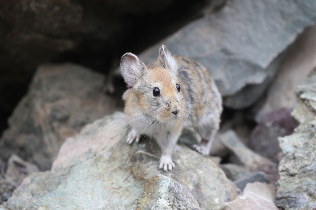 Large-eared Pika from Hemis, Leh (Ladakh), Jammu and Kashmir, India on ...