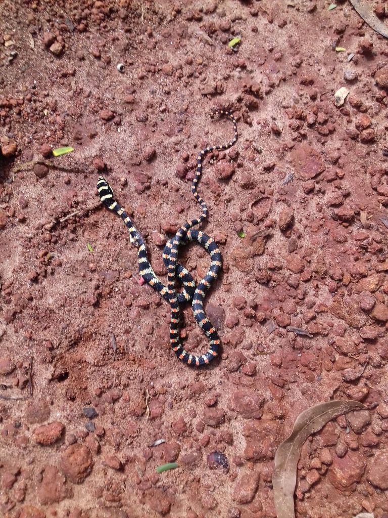 Golden Tree Snake from Andhra Pradesh 533295 India on September 07 ...