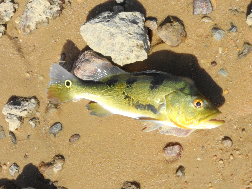 Tucanare Peacock Bass (Cichla monoculus) - Marine Life Identification