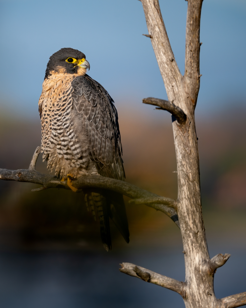 Typical Falcons (Falco) - Avian Discovery