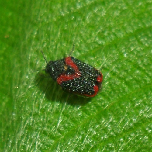 Aratea costata · iNaturalist