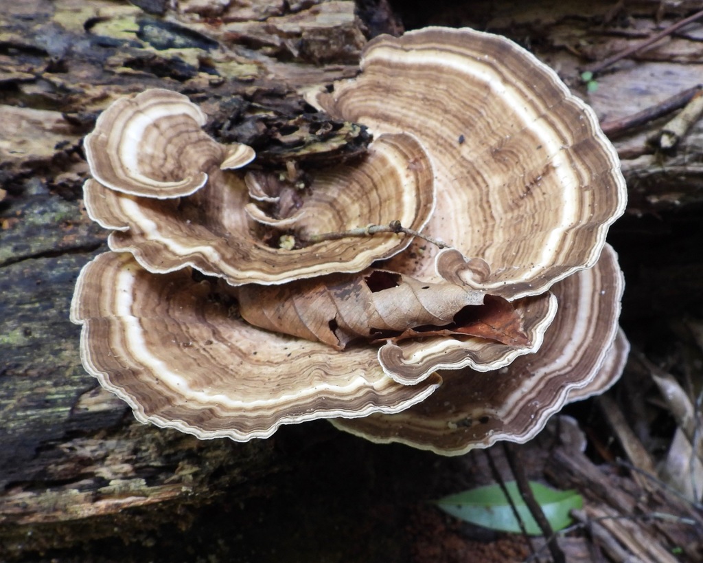Trametes elegans (hongos y líquenes FACBA EJEMPLO) · iNaturalist