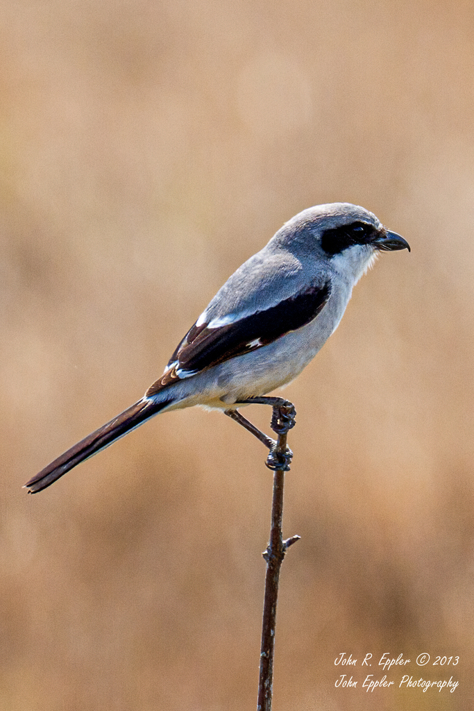 Loggerhead Shrike from Brevard County, FL, USA on March 17, 2013 at 10: ...