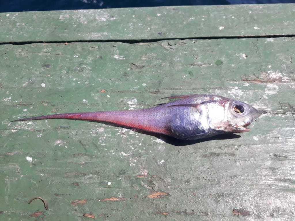 Trident grenadier (Coryphaenoides delsolari) - Marine Life Identification