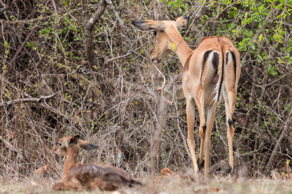 Common Impala (Aepyceros melampus melampus) - Know Your Mammals