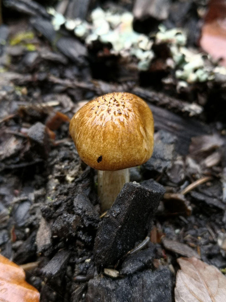 Cystoagaricus lepidotoides from 4710 Balsthal, Schweiz on November 1 ...