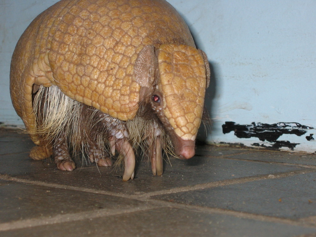 Brazilian Three-banded Armadillo (Tolypeutes tricinctus) - Know Your ...