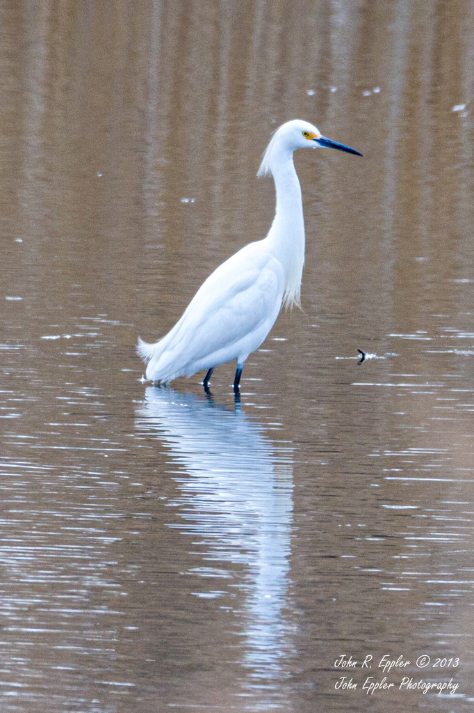 Snowy Egret from Kent County, DE, USA on April 13, 2013 at 12:53 PM by ...