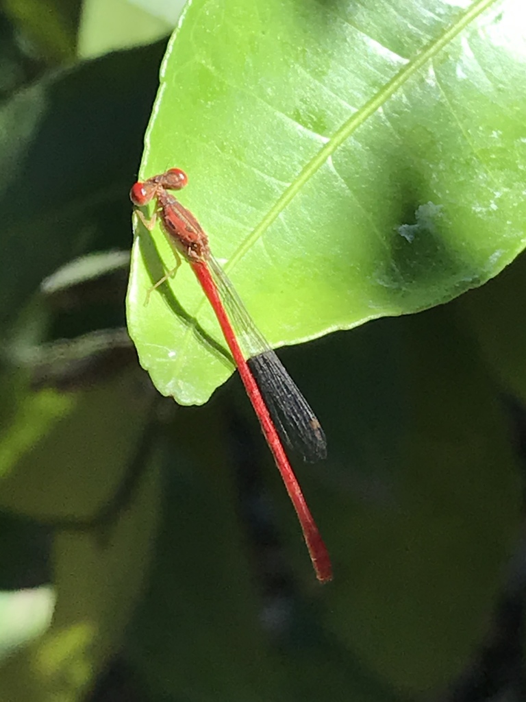 Desert Firetail from Beeville, TX, US on November 01, 2020 at 11:47 AM ...