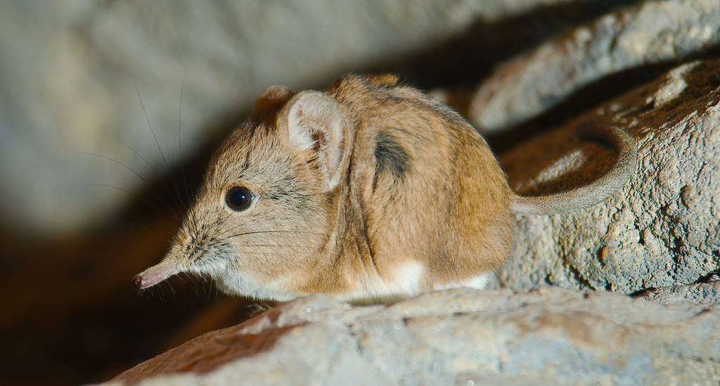 Karoo Round-eared Sengi (Macroscelides proboscideus) - Know Your Mammals