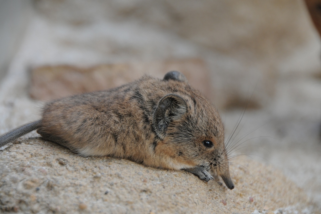 Karoo Round-eared Sengi (Macroscelides proboscideus) - Know Your Mammals