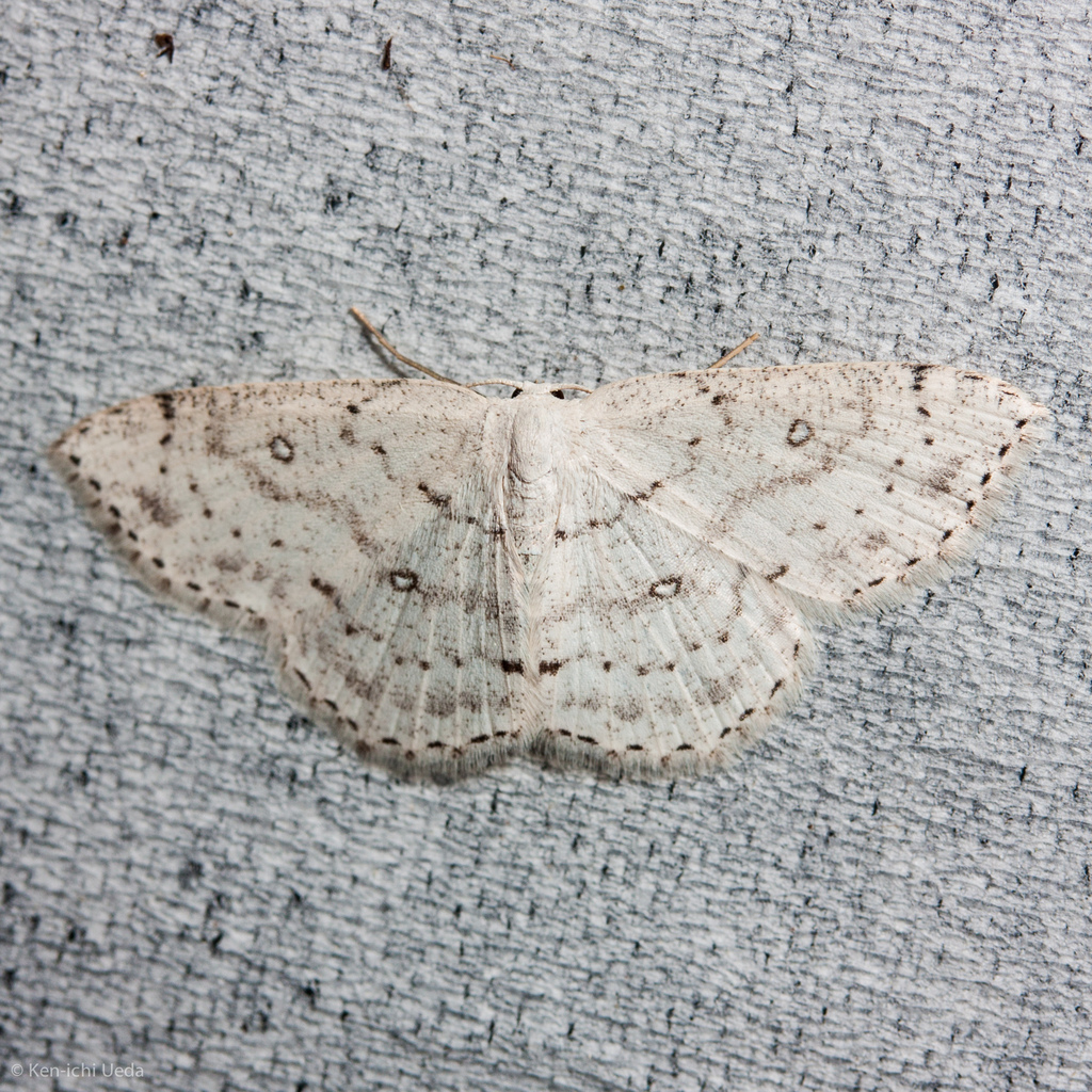 Sweetfern Geometer Moth (Other Wildlife - Wild Latitudes Alaska Tour ...