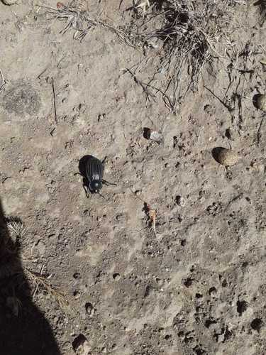 Stenomorpha costata · iNaturalist