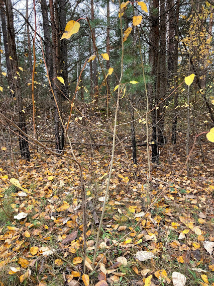 Populus ×jackii Sarg.