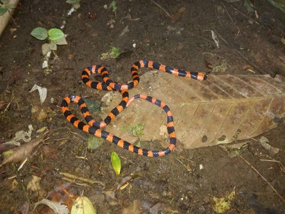 Micrurus multifasciatus Jan, 1858