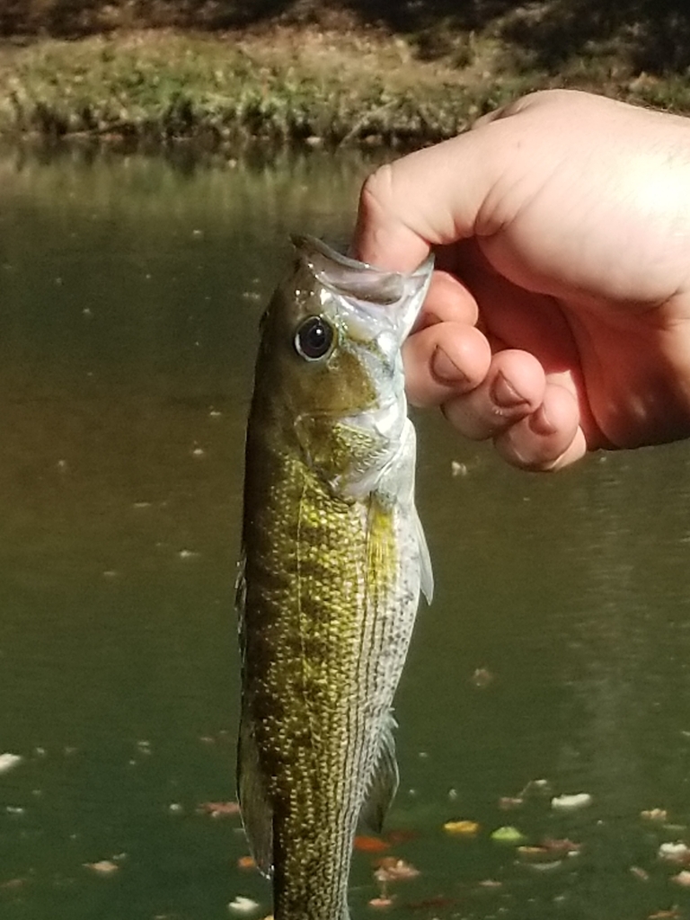 Cahaba Bass from McCalla on November 1, 2020 at 08:21 AM by ...