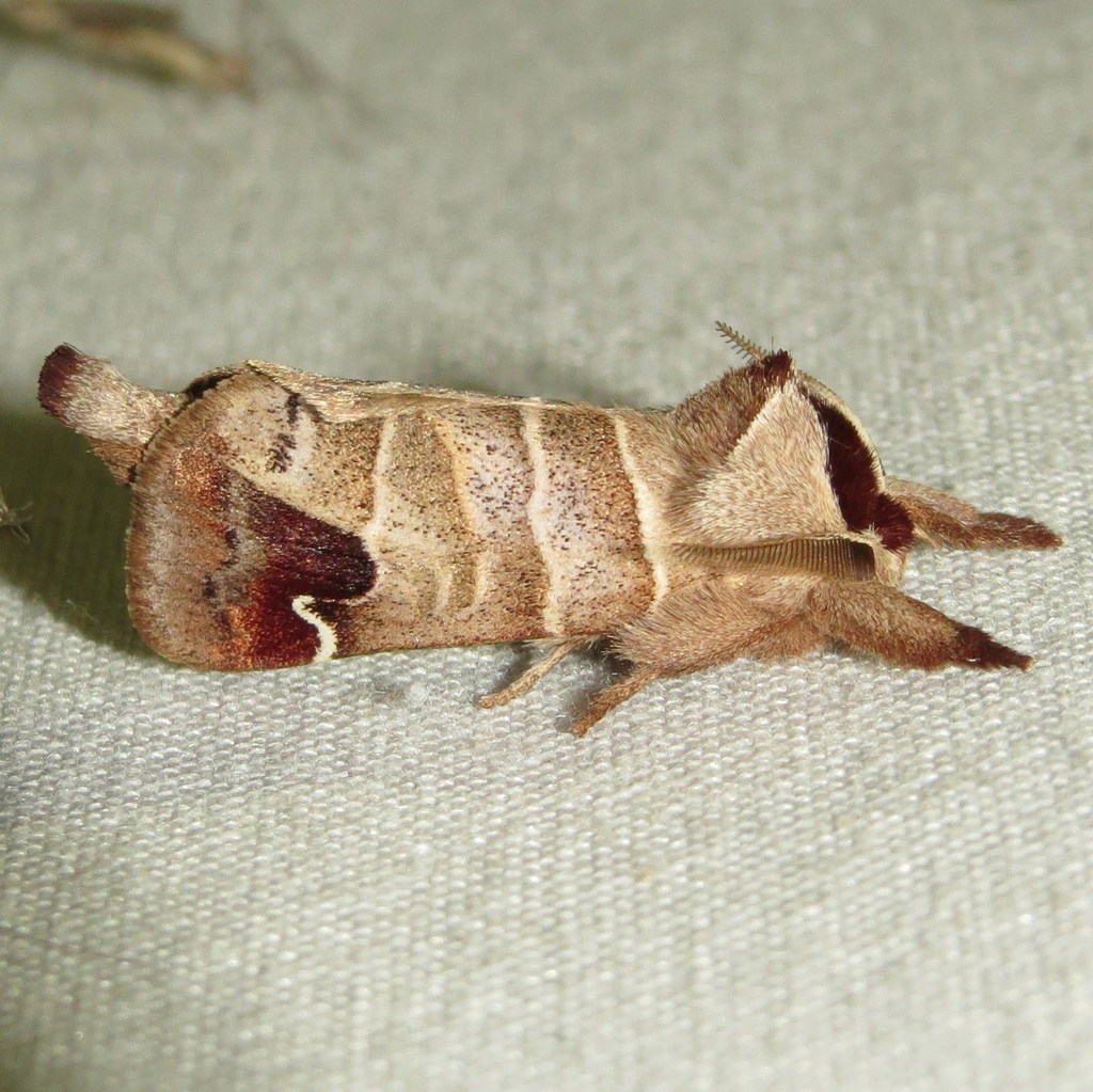 Sigmoid Prominent (Moths of Montana, USA) · iNaturalist