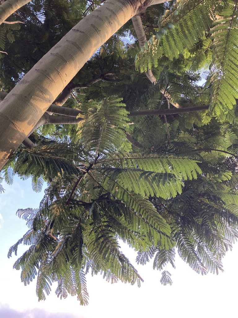 Brazilian fern tree from Rua das Acacias, Nova Lima, MG, BR on November ...
