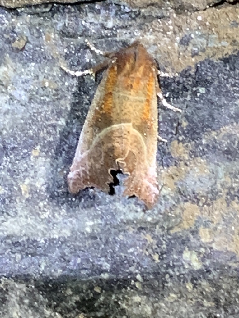 Herald Moth from Vancouver Island, Cowichan Valley E, BC, CA on ...
