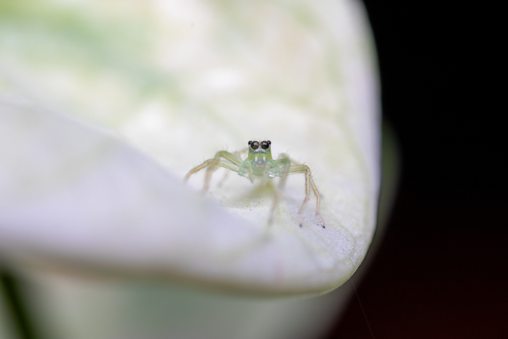 Magnolia Green Jumping Spider from Athens, GA, USA on October 30, 2020 ...