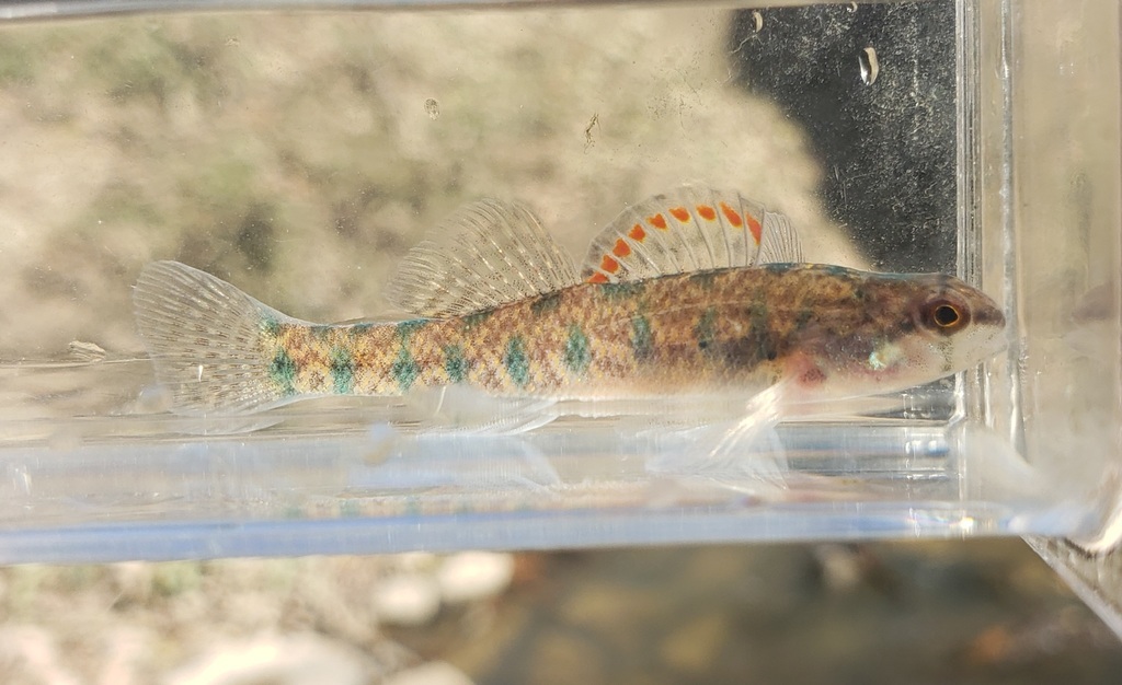 Slough darter (Wildlife and Wildflowers of Texas - Fish) · iNaturalist