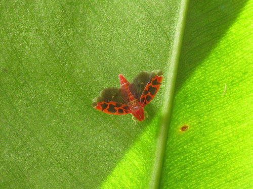 Ladoffa comitis · iNaturalist Ecuador