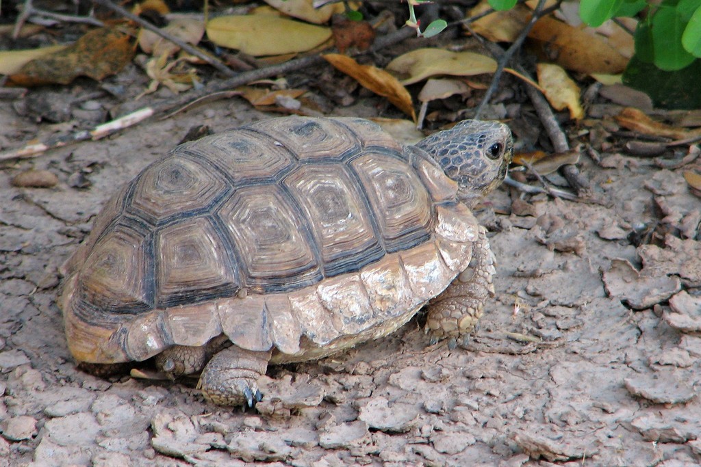 Chaco Tortoise in October 2007 by Hugo Hulsberg · iNaturalist