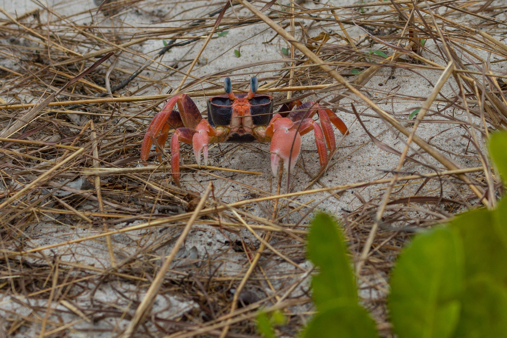 African Ghost Crab from Etimboue, Gabon on September 14, 2010 at 08:27 ...