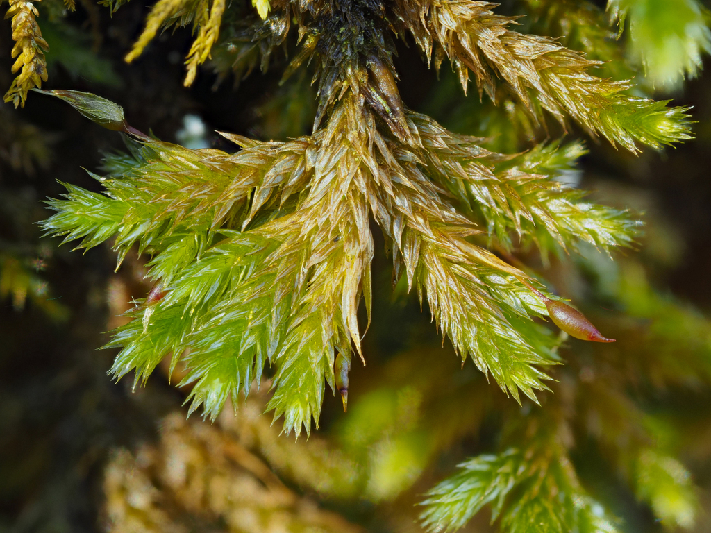 fan moss (Forsstroemia trichomitria) - Botanical Realm