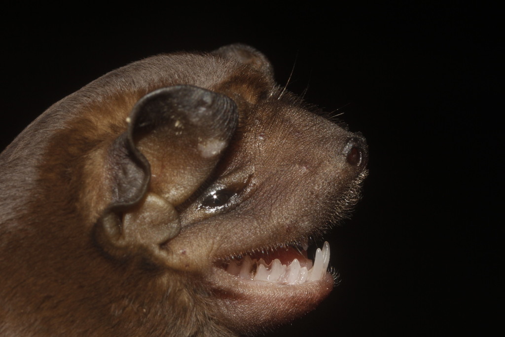 Alvarez's Mastiff Bat from Dzidzantún, Yuc., México on October 22, 2020 ...