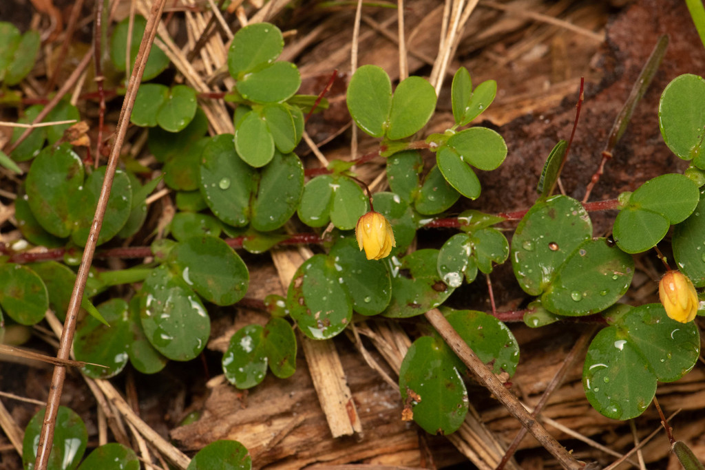 roundleaf sensitive pea from Orange County, FL, USA on November 1, 2020 ...