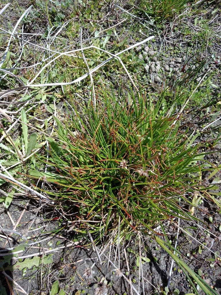 Juncus caespiticius from Horowhenua, NZ-MW, NZ on November 1, 2020 at ...