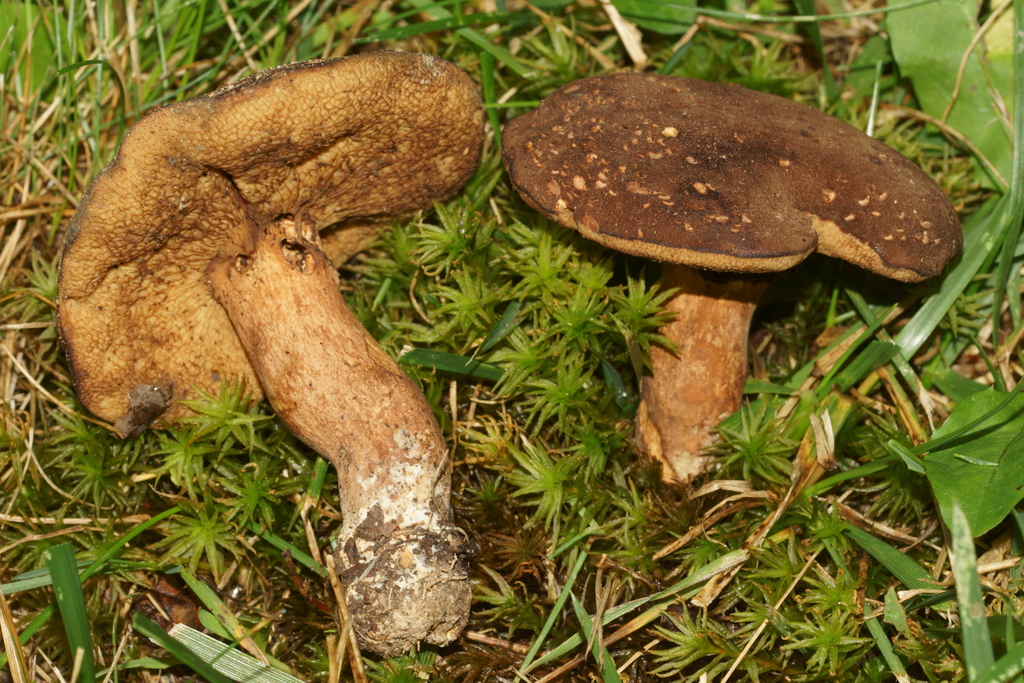 Xanthoconium affine maculosus from Canaan Valley State Park, West ...