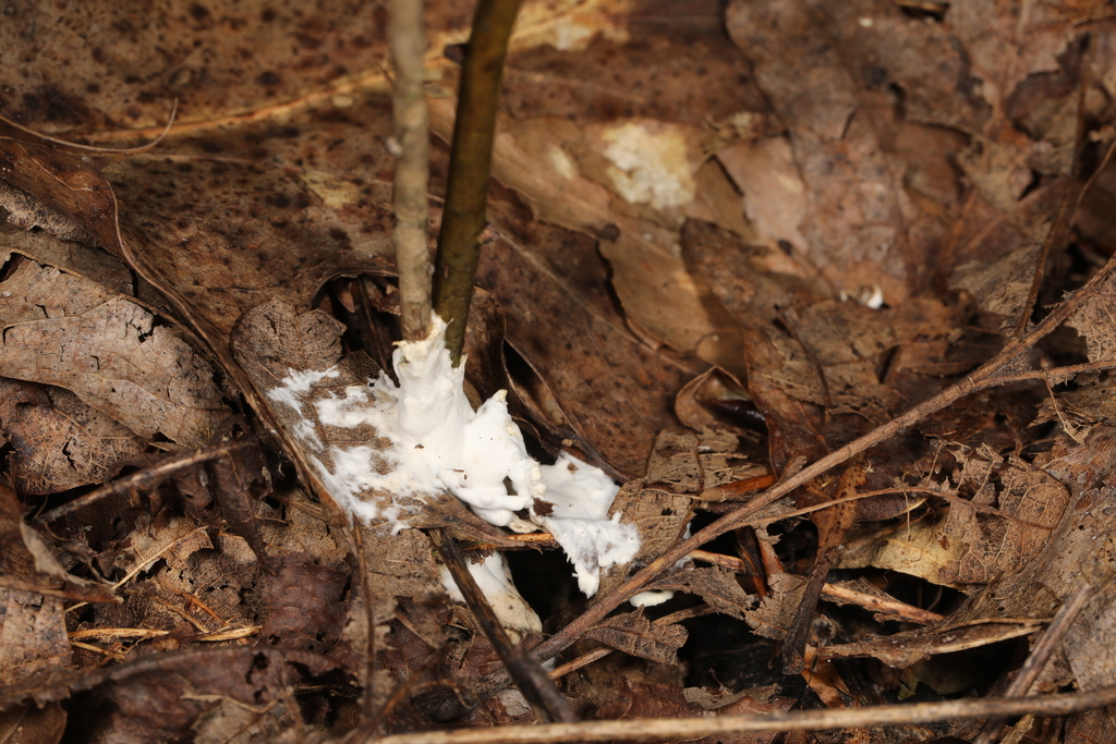 enveloping crust from Clifty Falls State Park, Indiana, USA on August ...