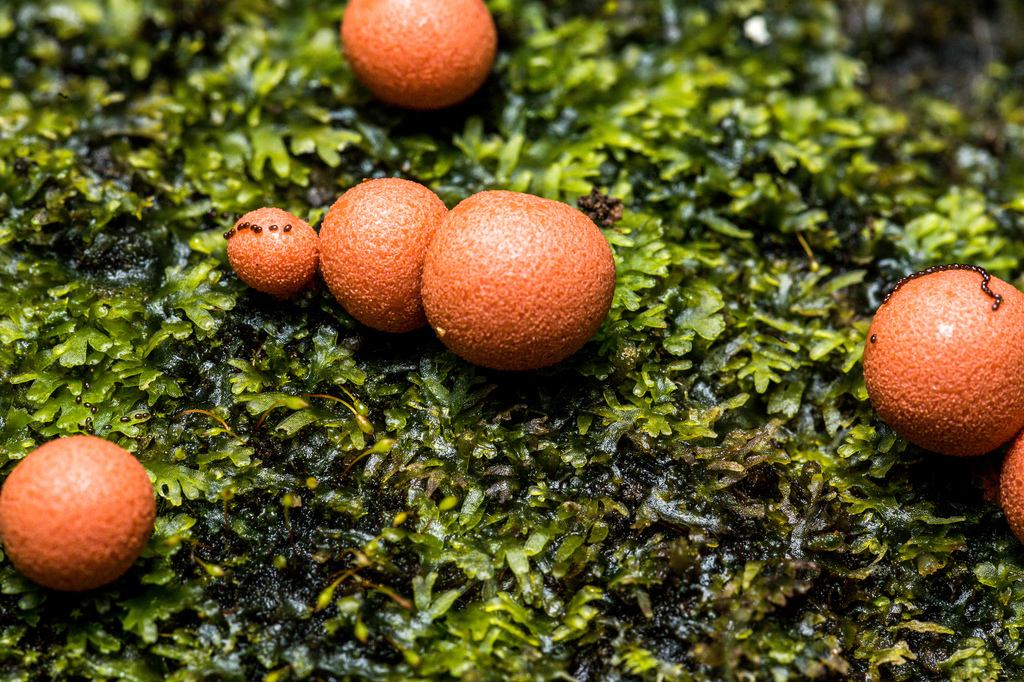 Lycogala from Upper Hutt City, Wellington, New Zealand on November 02 ...