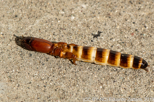 South American Sandgropers (Genus Cylindroryctes) · iNaturalist