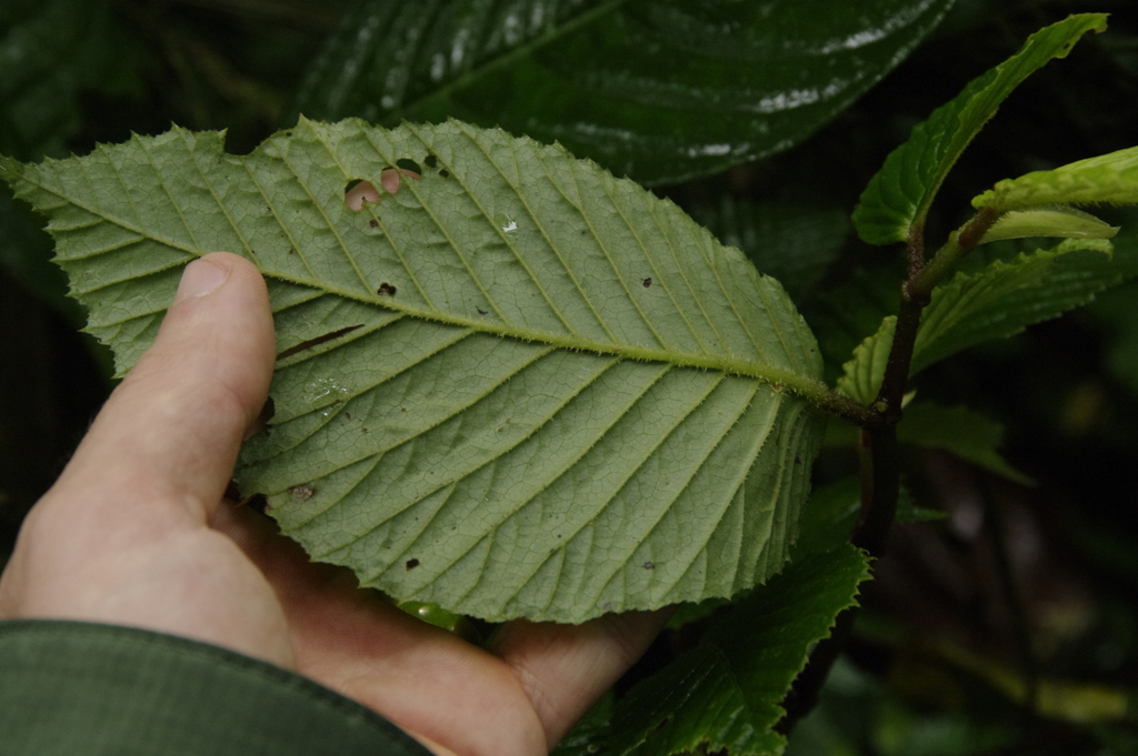 Mexican Elm (Ulmus mexicana) - Botanical Realm