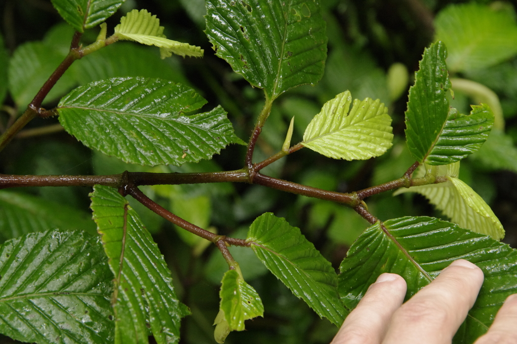 Mexican Elm (Ulmus mexicana) - Botanical Realm
