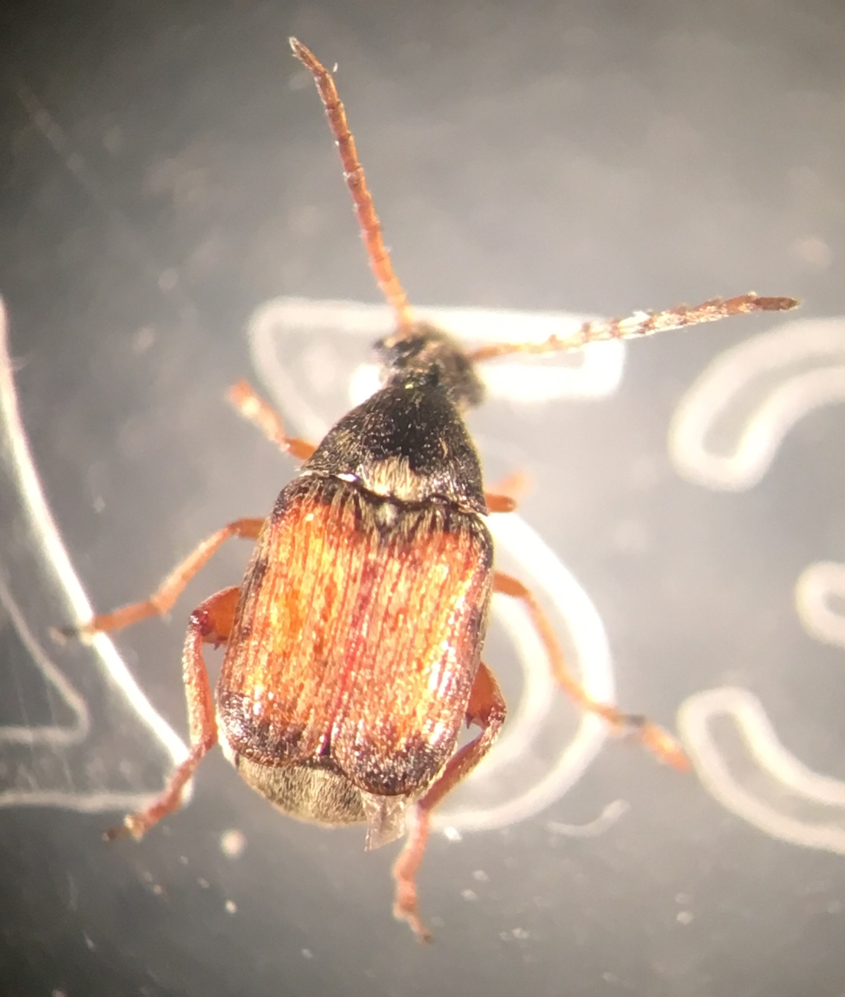 Callosobruchus maculatus (Fabricius, 1775)