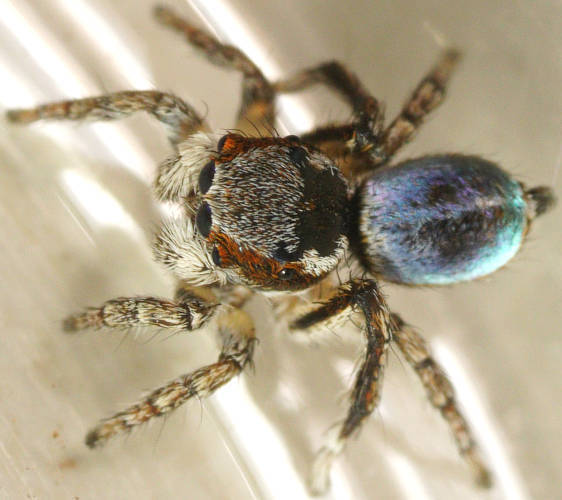 Unusual Peacock Spider from Swan Reach Conservation Park, SA, AU on ...