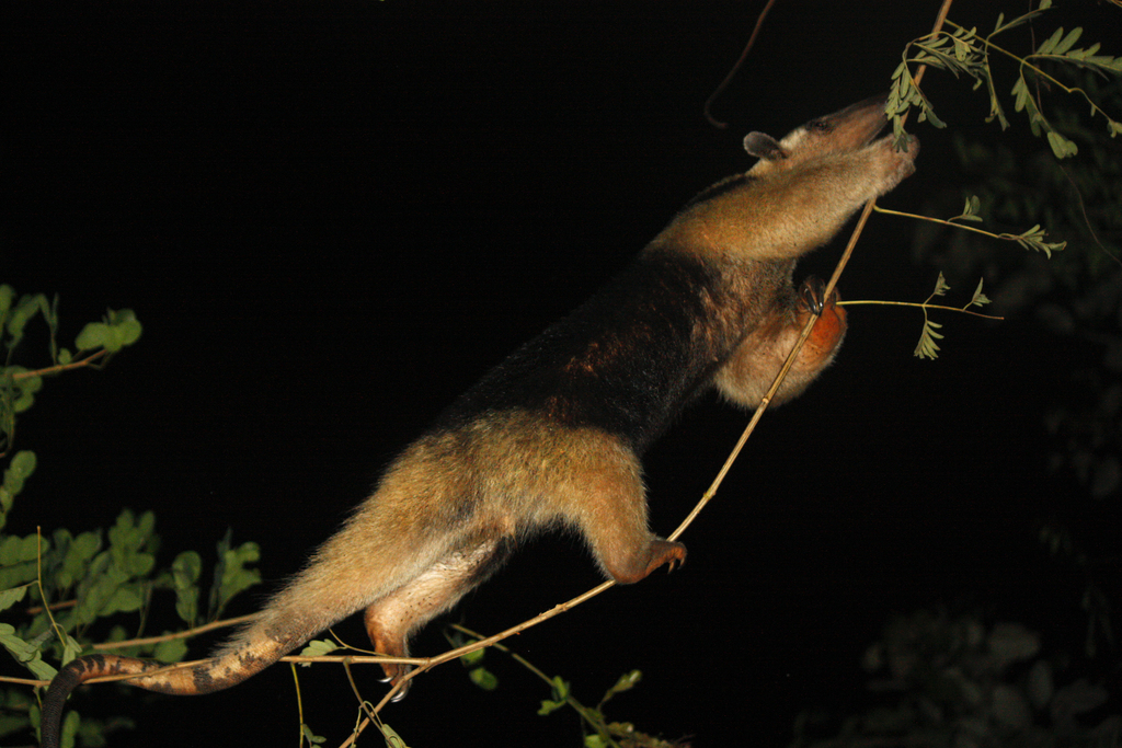 Northern Tamandua (Tamandua mexicana) - Know Your Mammals