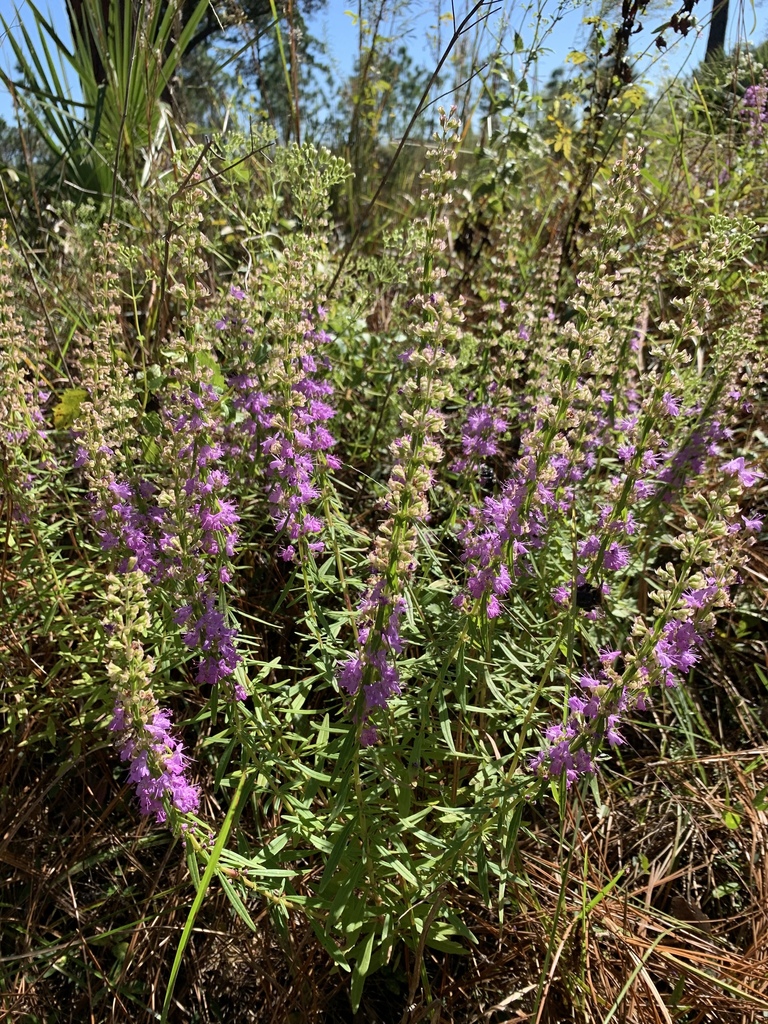 Florida balm (Dicerandra densiflora) - Botanical Realm