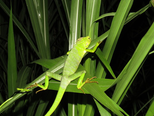 Great Crested Canopy Lizard (Bronchocela jubata) - Snakes and Lizards
