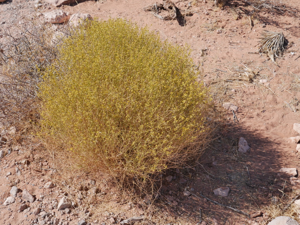 sticky snakeweed from Red Spring Boardwalk on October 16, 2020 at 12:15 ...