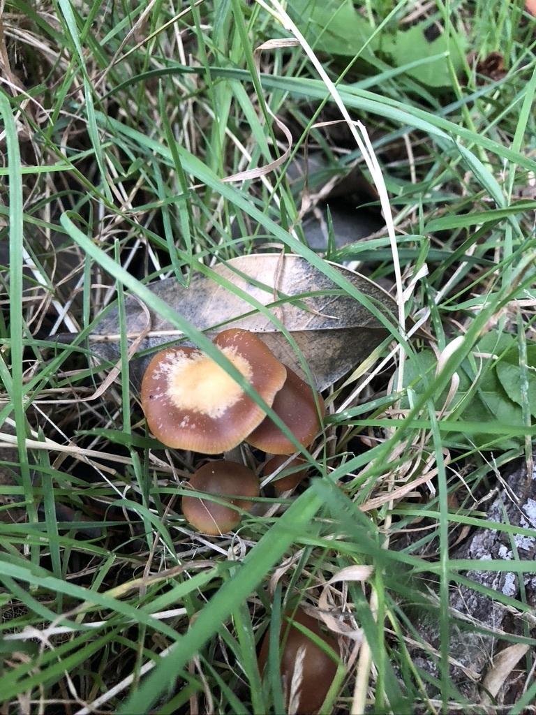 Wavy Cap in October 2019 by Matthew Koons · iNaturalist